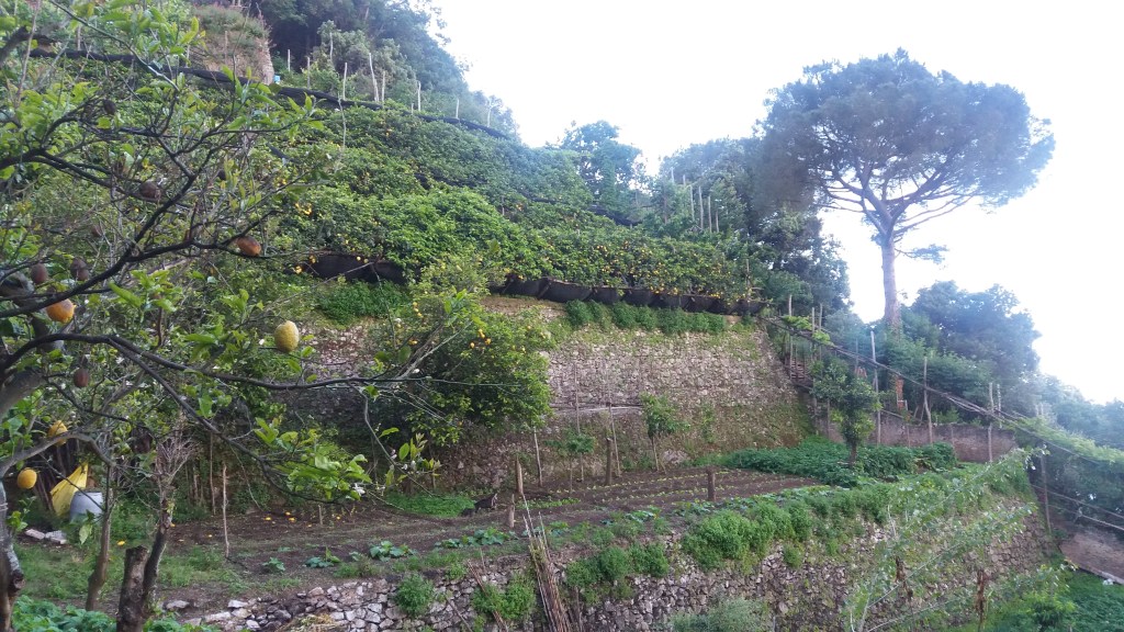 Villa Maria Lemon Farm – Minori – POSITANO